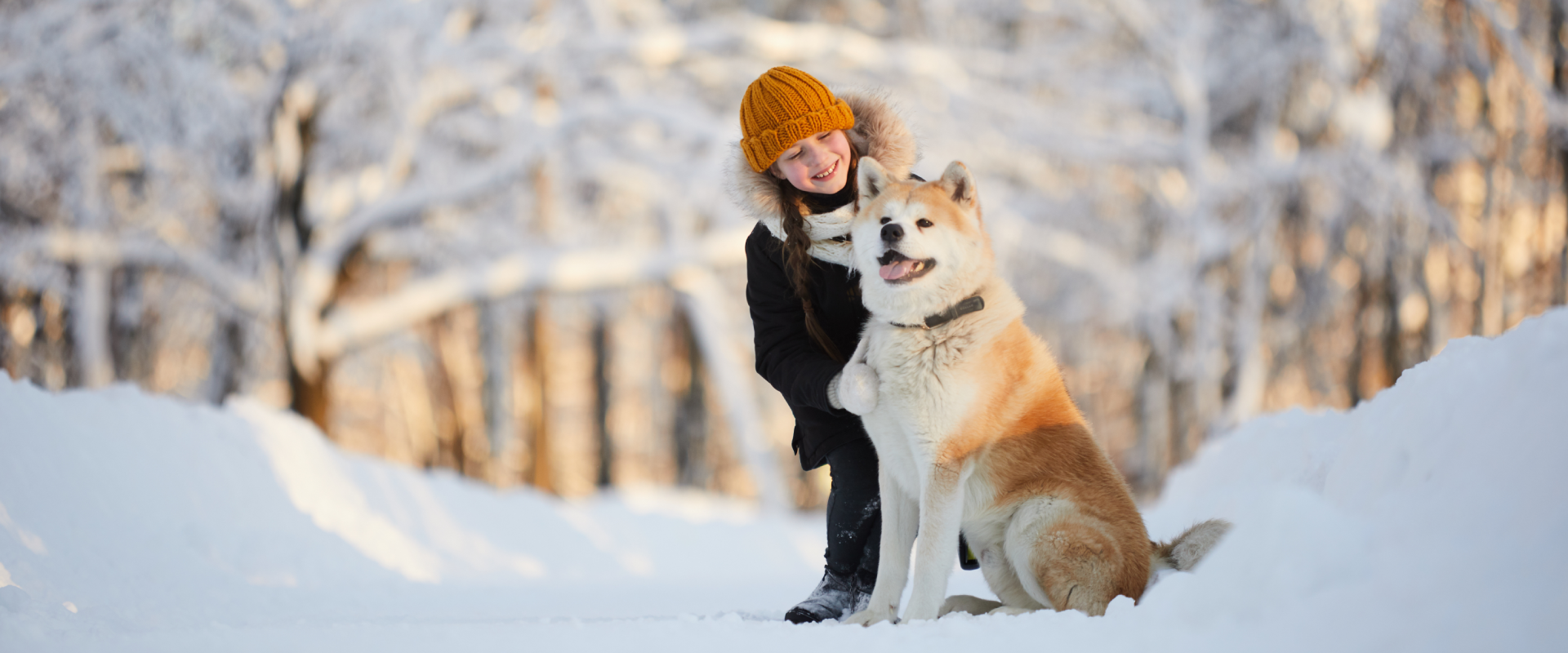 How to Walk a Big Dog | TrustedHousesitters.com