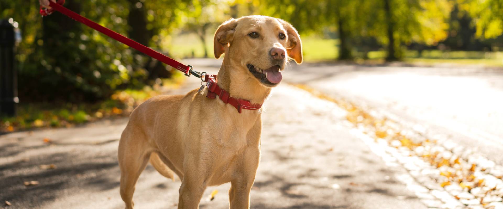 International House Sitting Tips | TrustedHousesitters.com