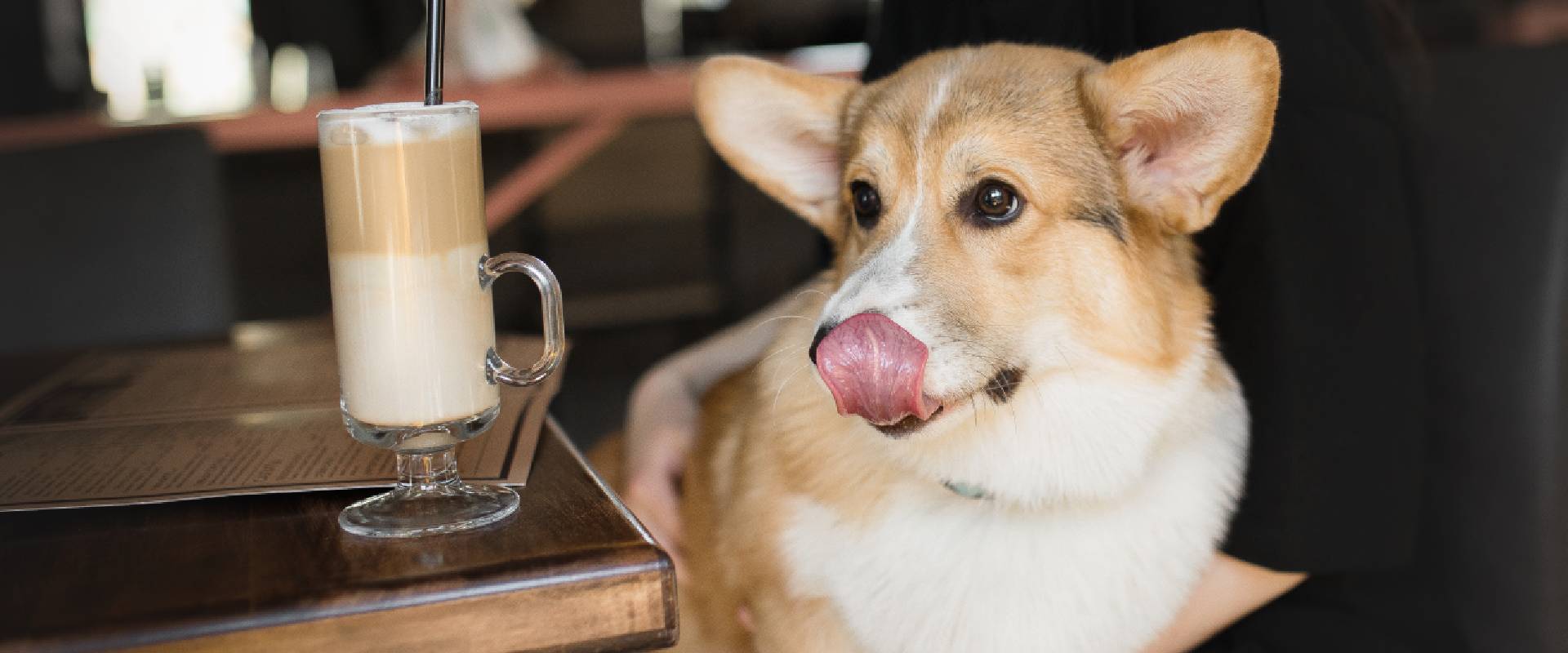 Dog-Friendly Bars Seattle | TrustedHousesitters.com