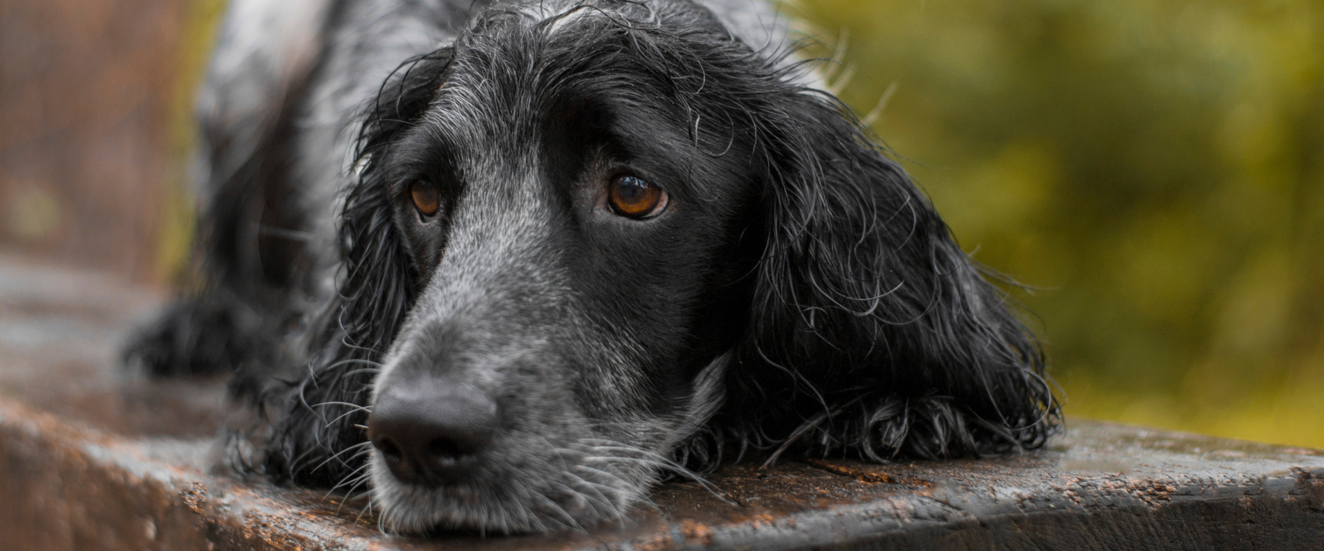 100+ Brilliant Dog Names that Start with B | TrustedHousesitters.com