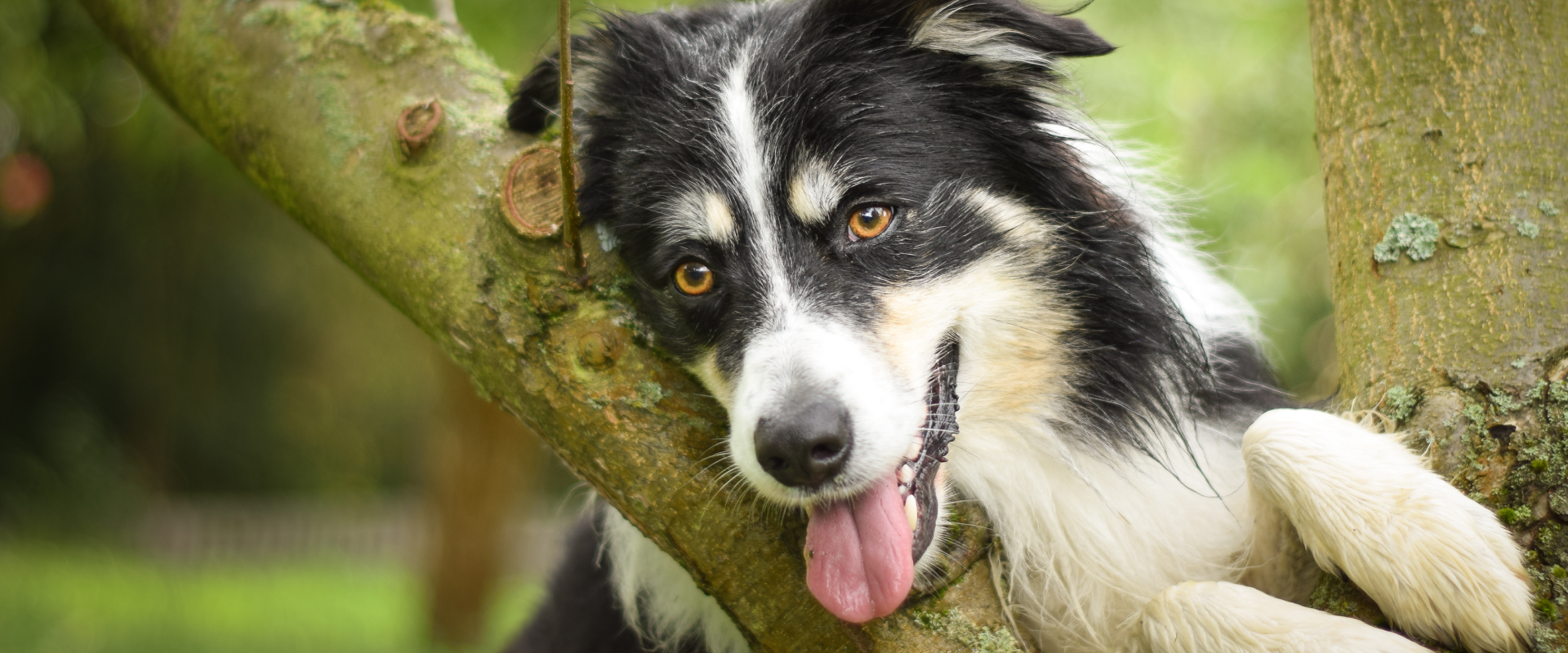 Forget Fido: 115 Fur-tastic Dog Names that Start with F ...