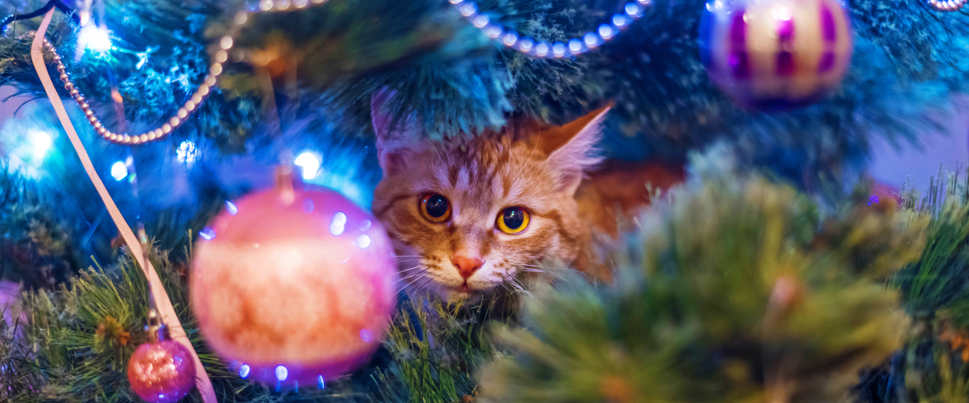 Cat-proof your Christmas trees & seasonal safety tips ...