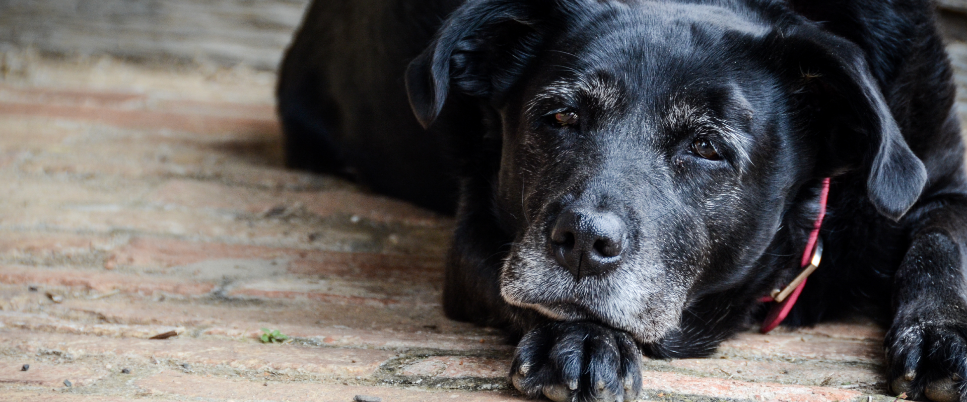 Dog names that start with O: 74 outstanding options ...