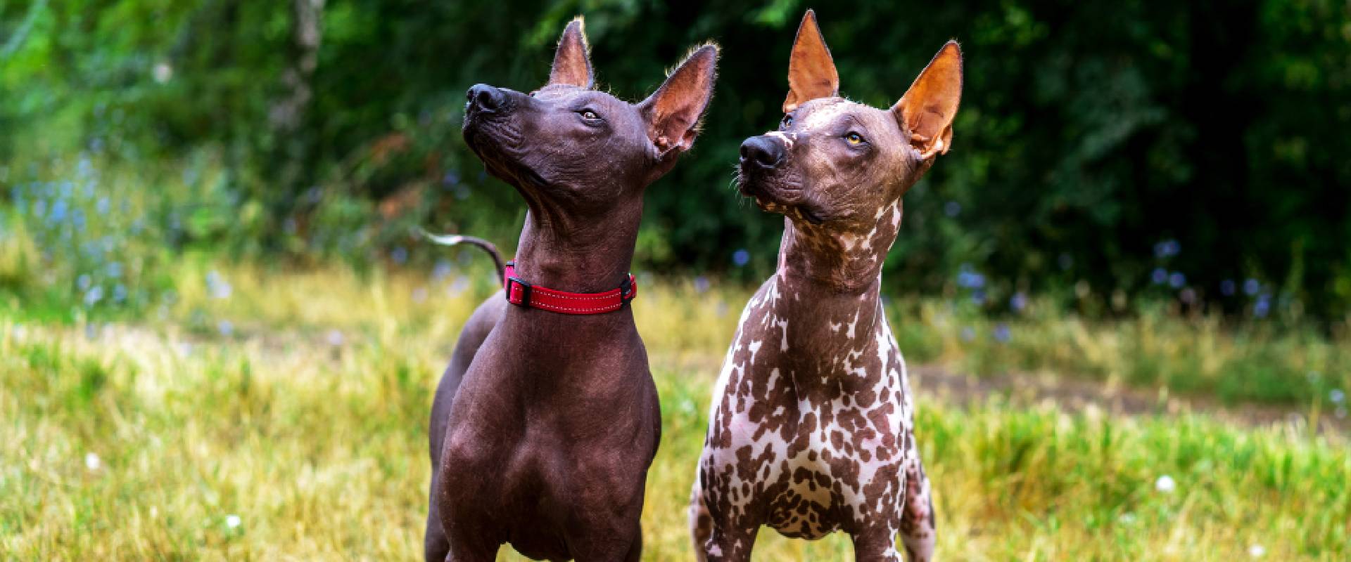 Xoloitzcuintli Dog Breed Guide | TrustedHousesitters.com