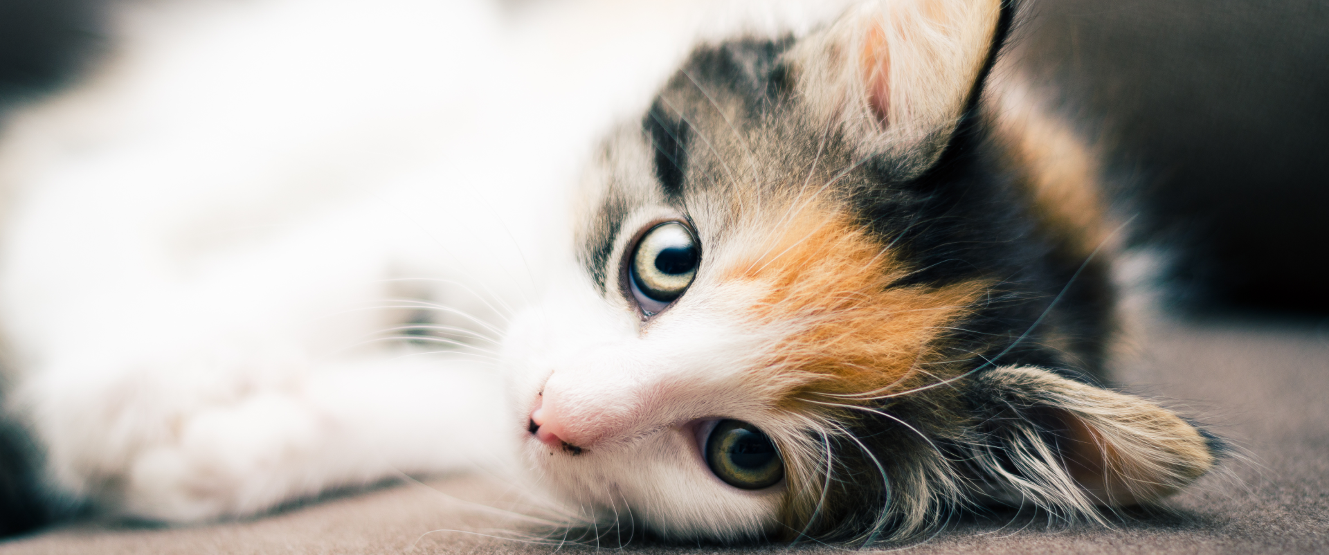 The calico cat: everything you need to know | TrustedHousesitters.com