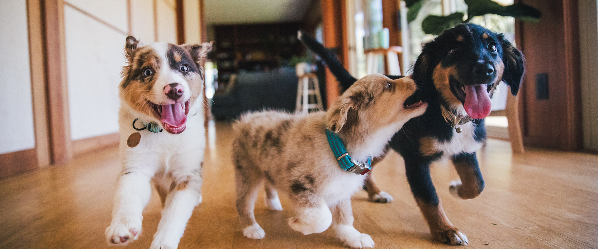 135+ Australian Shepherd Names for Your Aussie Pooch ...