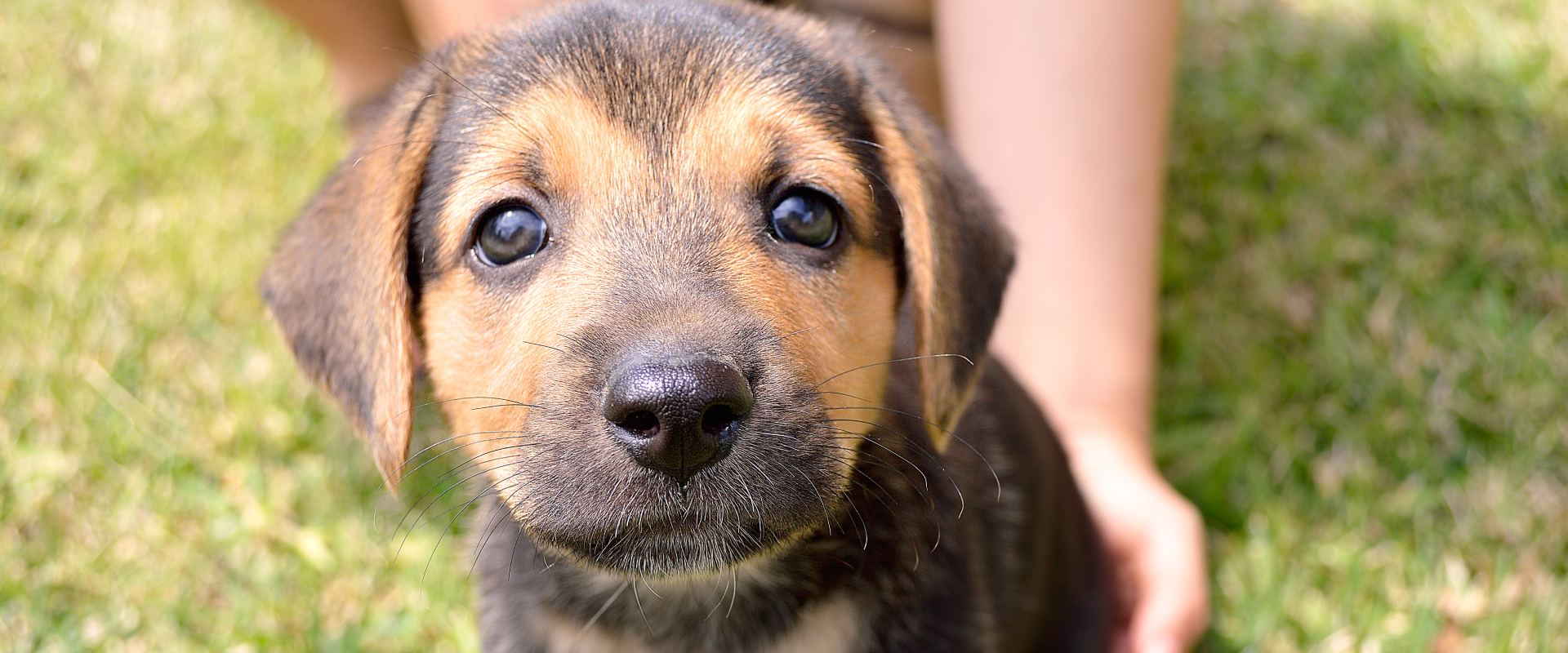Forget Fido: 115 Fur-tastic Dog Names that Start with F ...