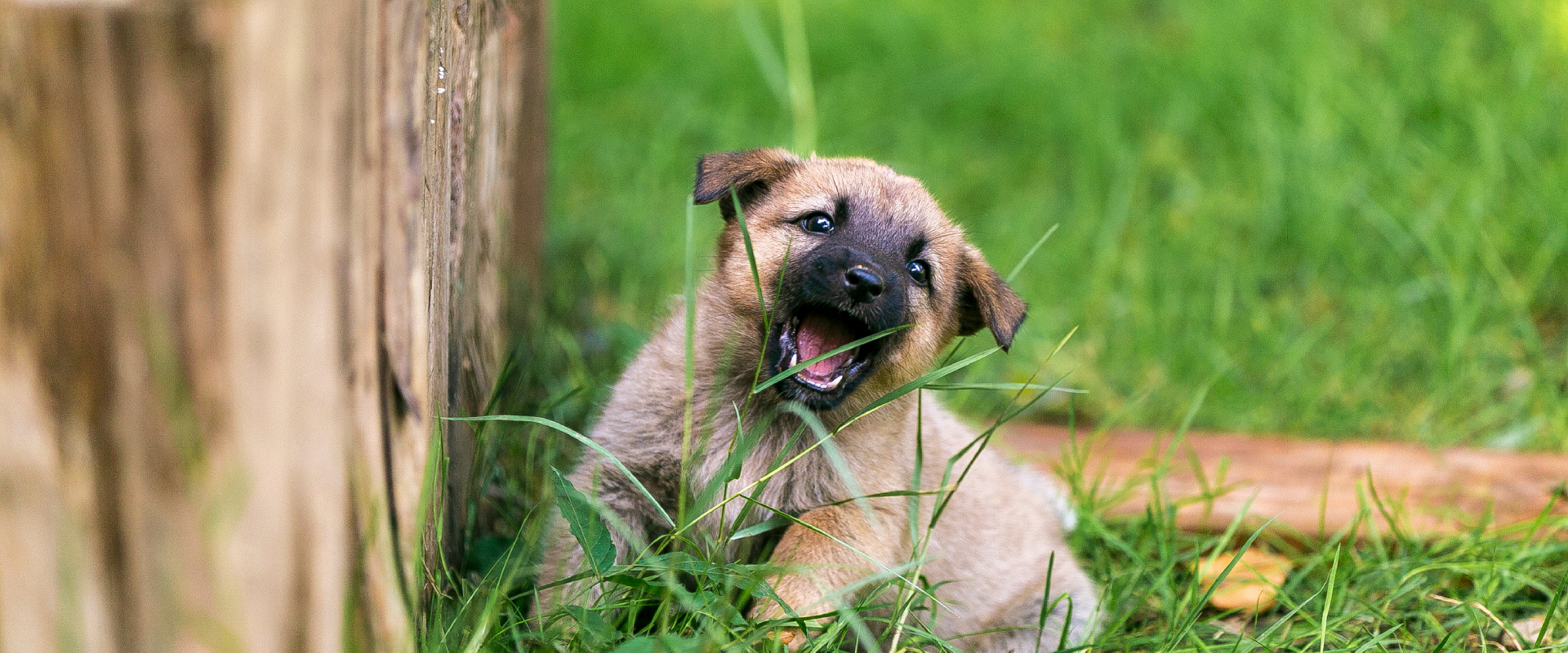 The Wonderful World of Dog Names That Start with W ...