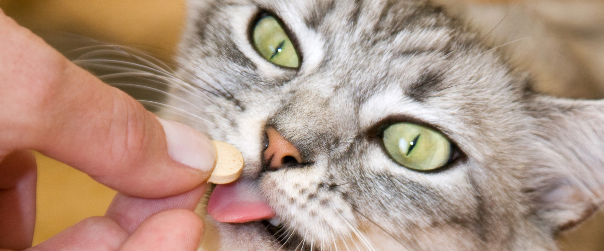 How to Give a Cat a Pill Like a Pro | TrustedHousesitters.com