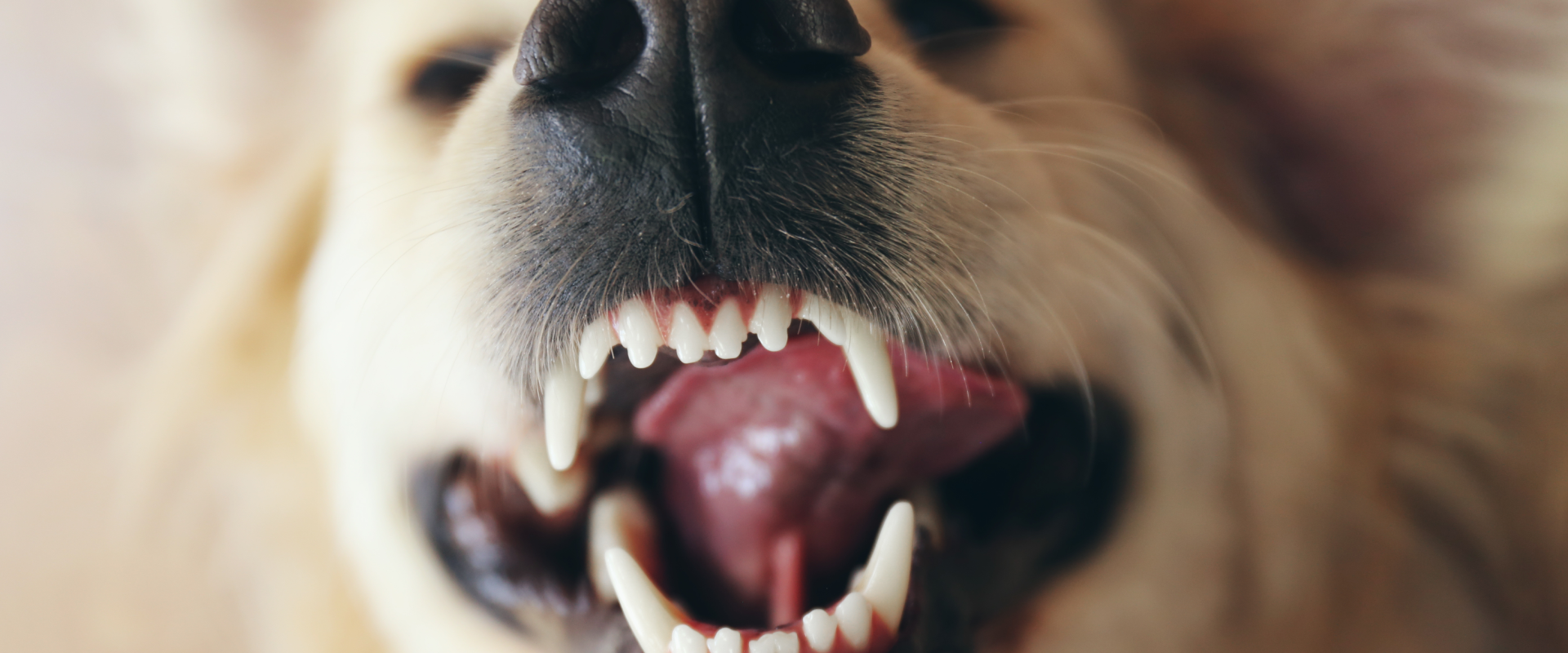 Dog dental care and healthy dog teeth tips | TrustedHousesitters.com