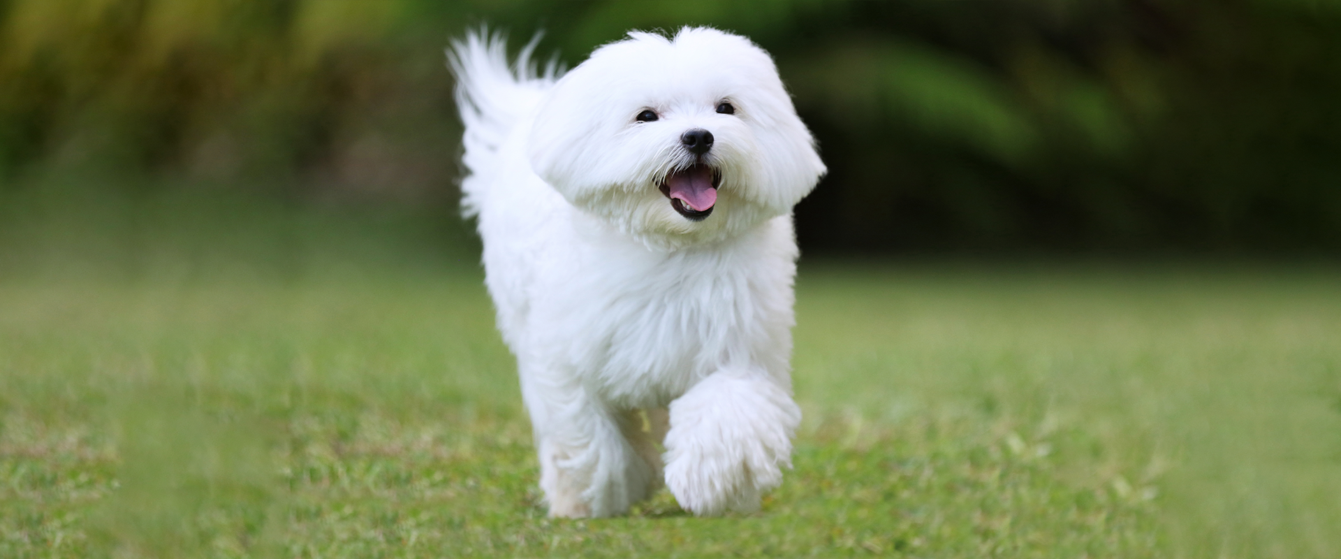 Maltese Breed Guide | TrustedHousesitters.com