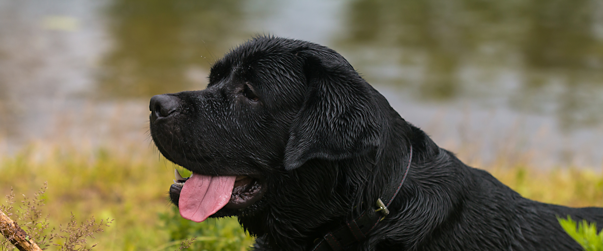 100+ Brilliant Dog Names that Start with B | TrustedHousesitters.com