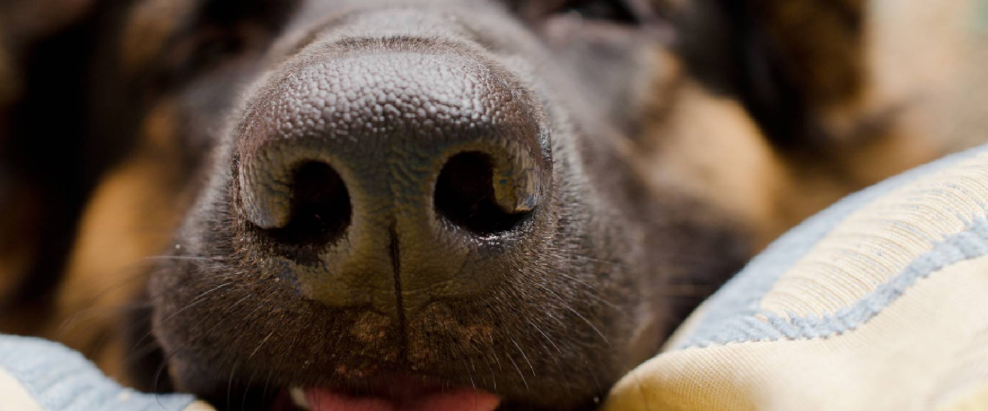 Runny Nose in Dogs | TrustedHousesitters.com