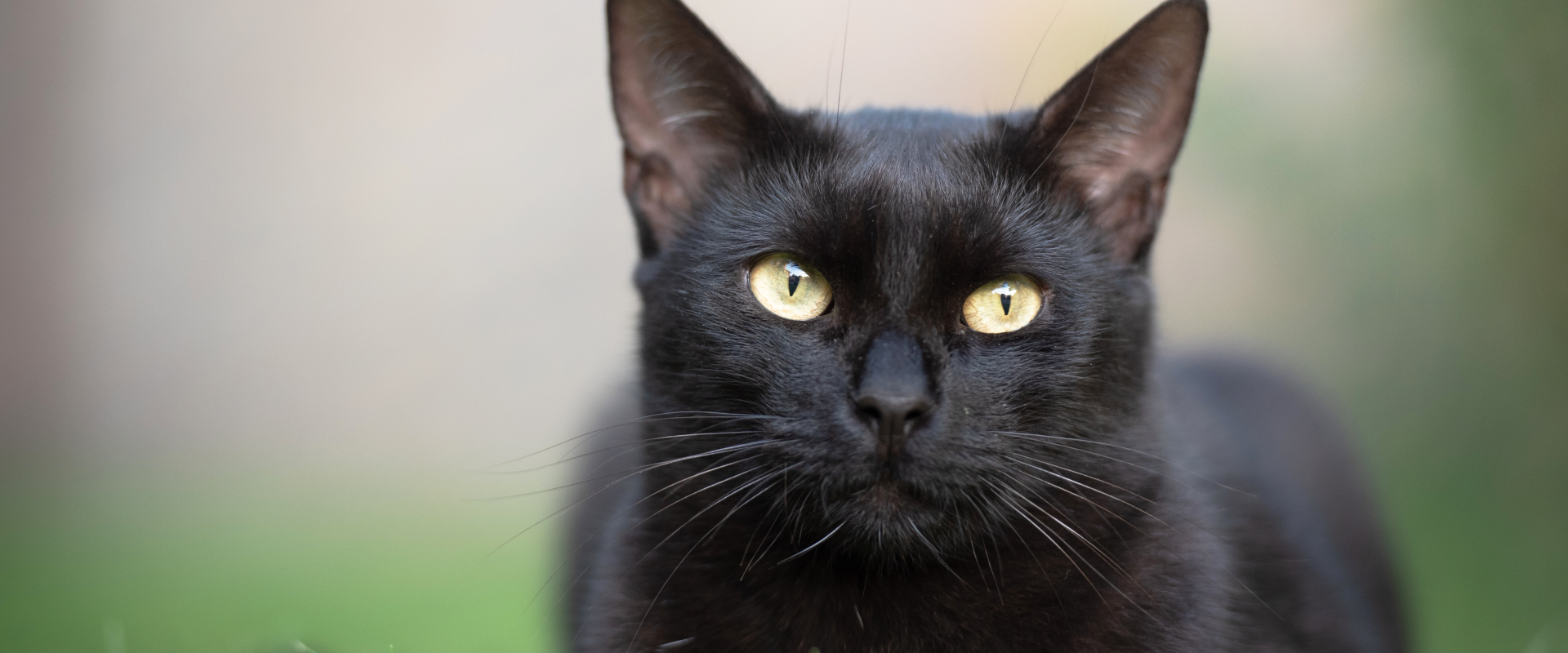 Cat brain facts - mind blowing truths into cat intelligence ...