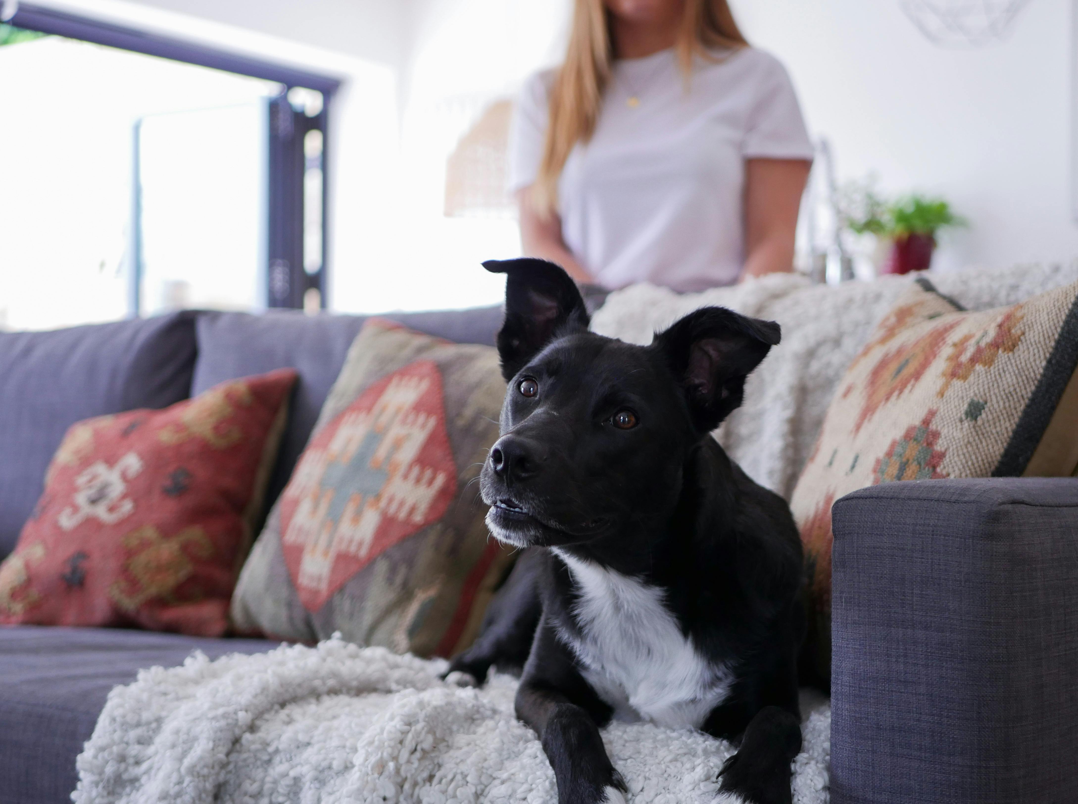 What Is The Most Common Dog Name In The Uk What Is The Most Common Dog Name In The Uk