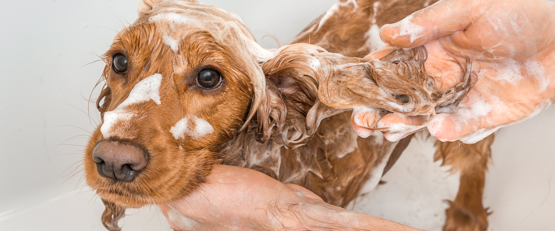 10 of the Best Dog Shampoos for Allergies | TrustedHousesitters.com