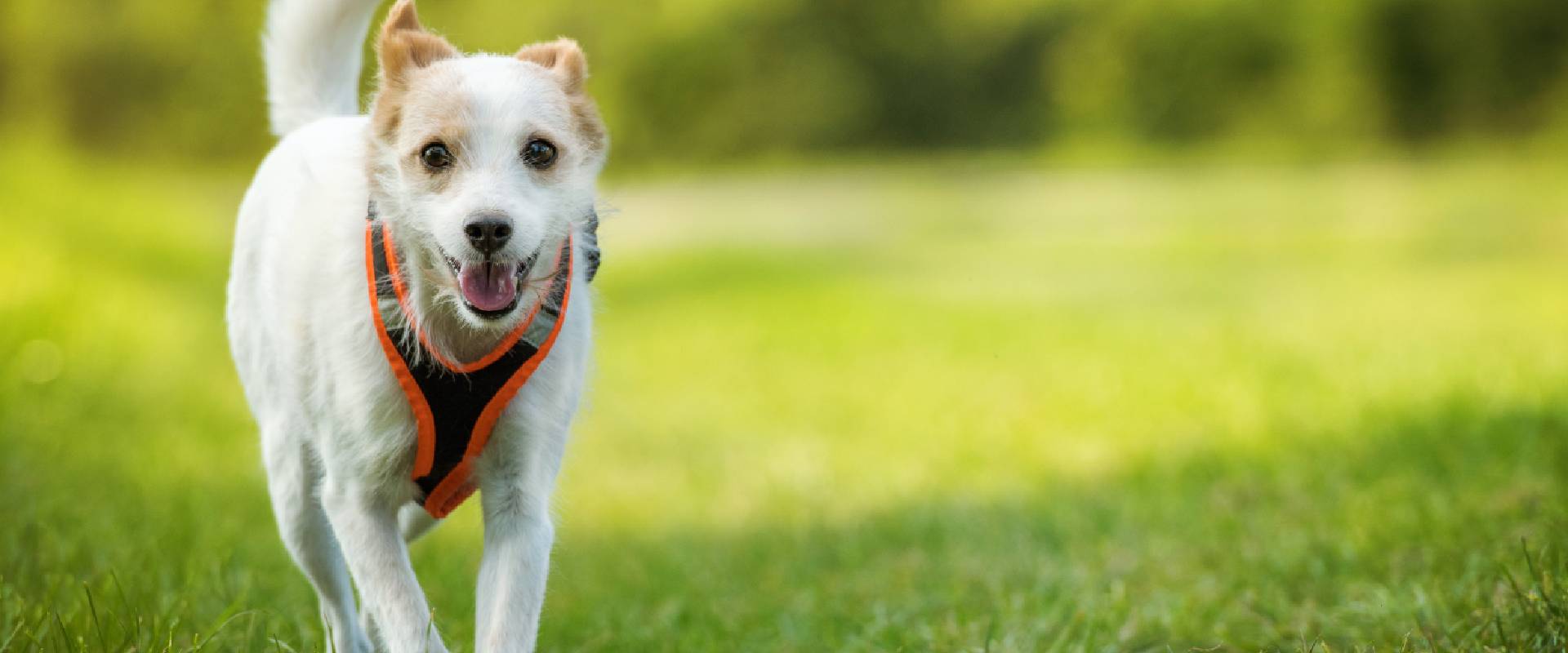 Dog Obedience Training | TrustedHousesitters.com