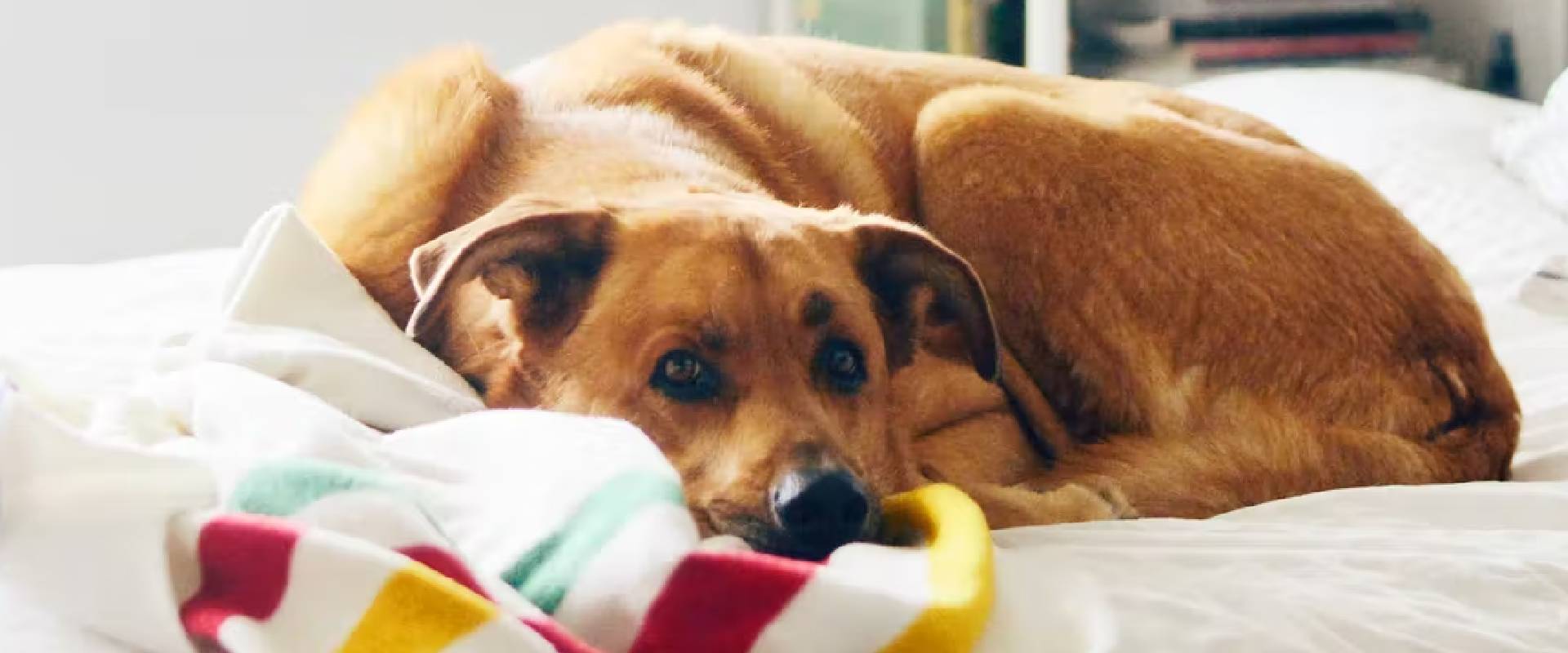 How To Calm An Anxious Dog | TrustedHousesitters.com