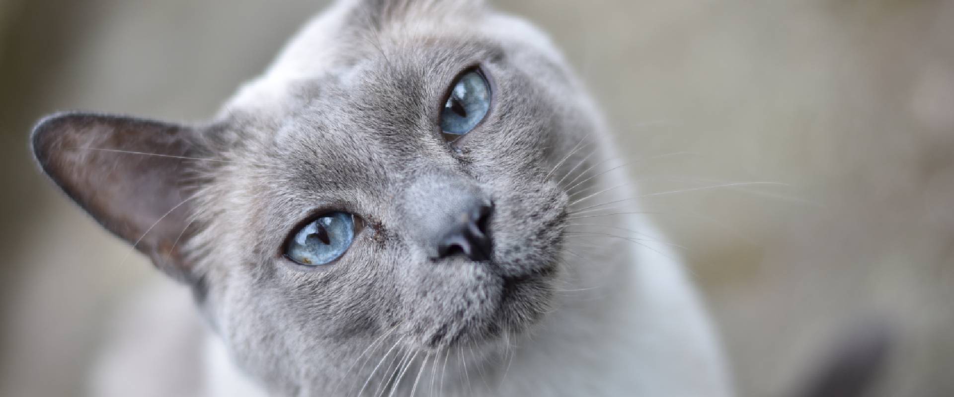 Gray Cat Breeds | TrustedHousesitters.com