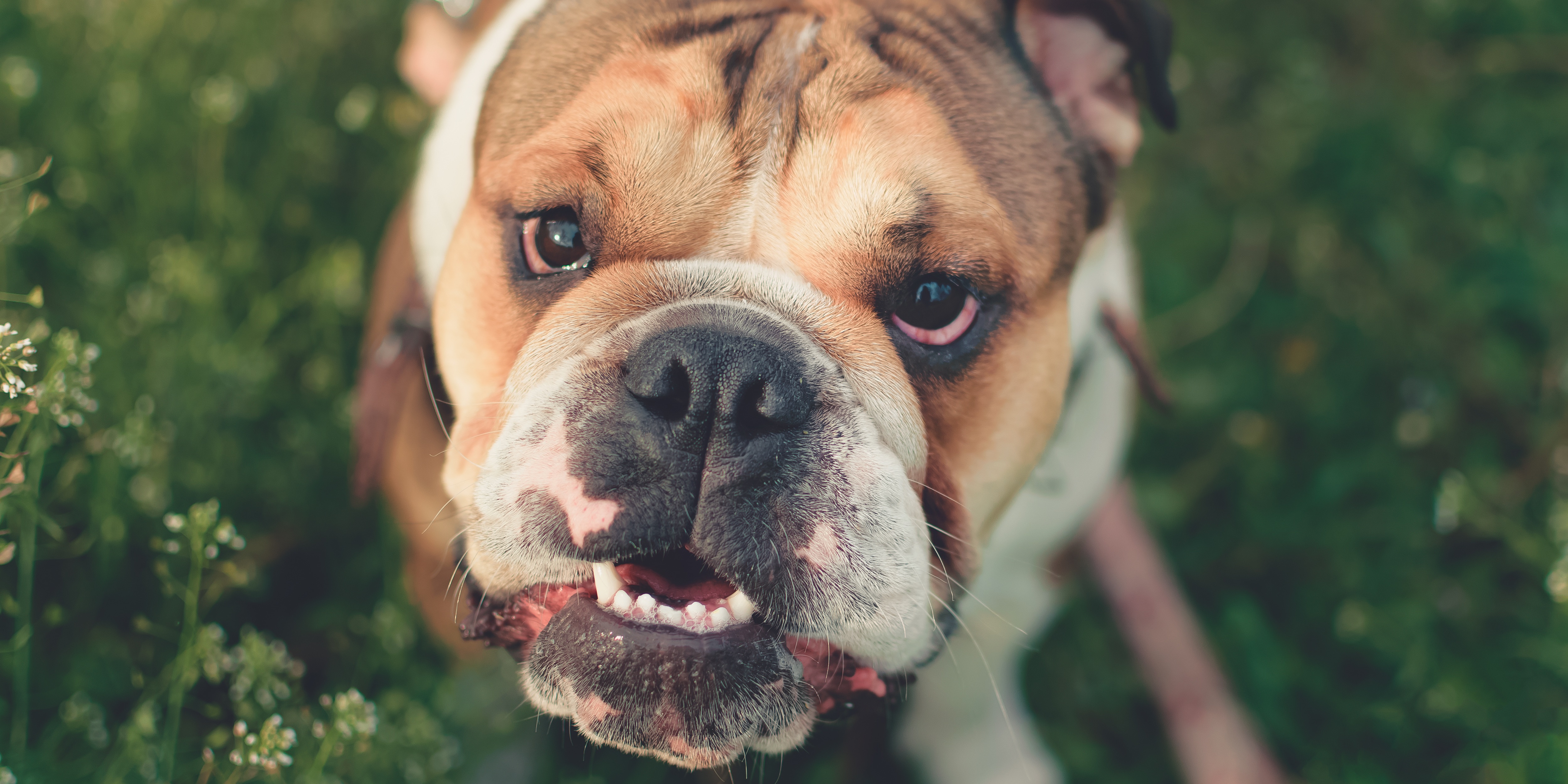 British dog names | TrustedHousesitters.com