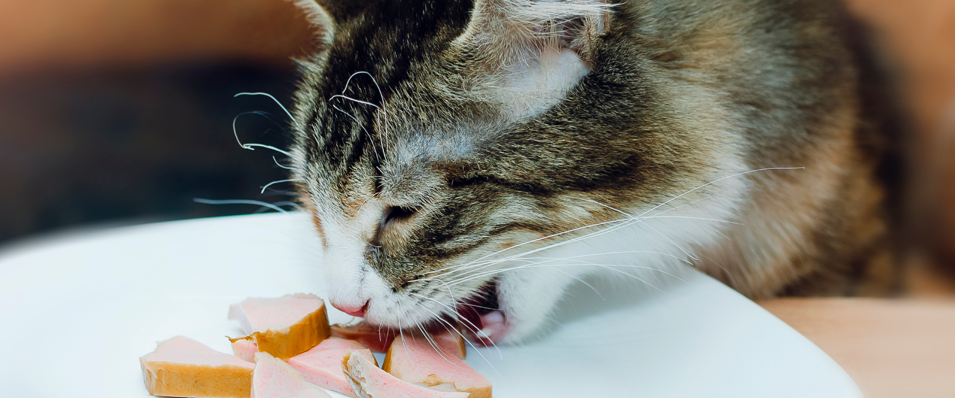 Can cats eat ham? | TrustedHousesitters.com