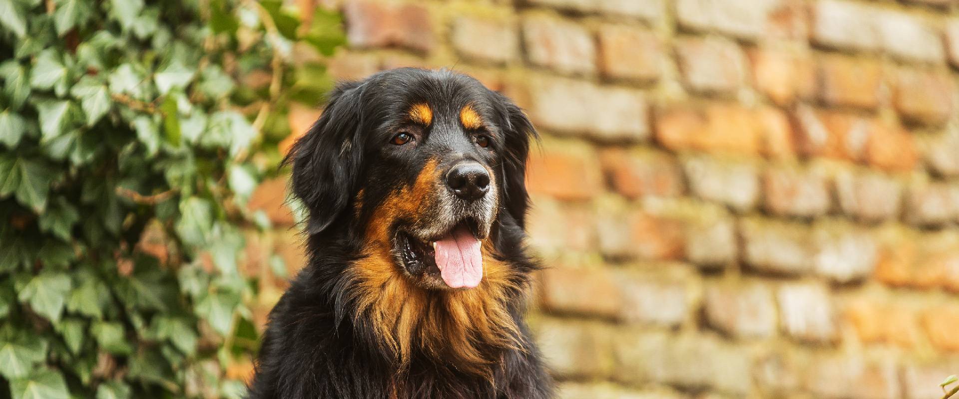 How Old Is 16 Human Years In Dog Years