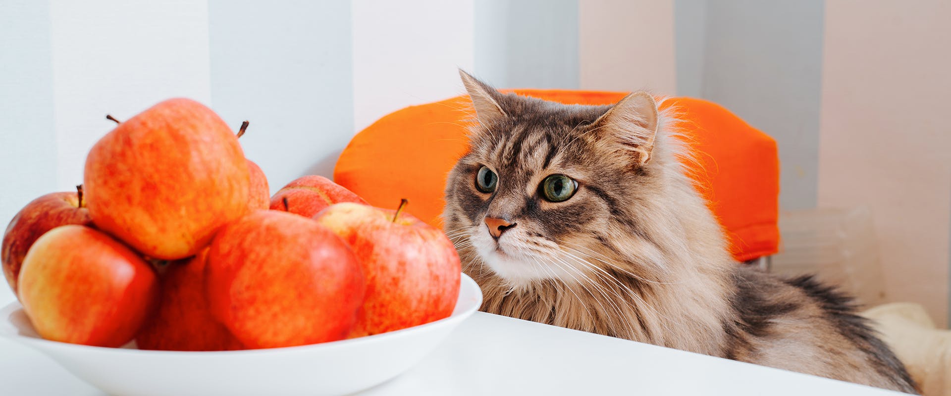 Are Dried Apples Safe For Dogs