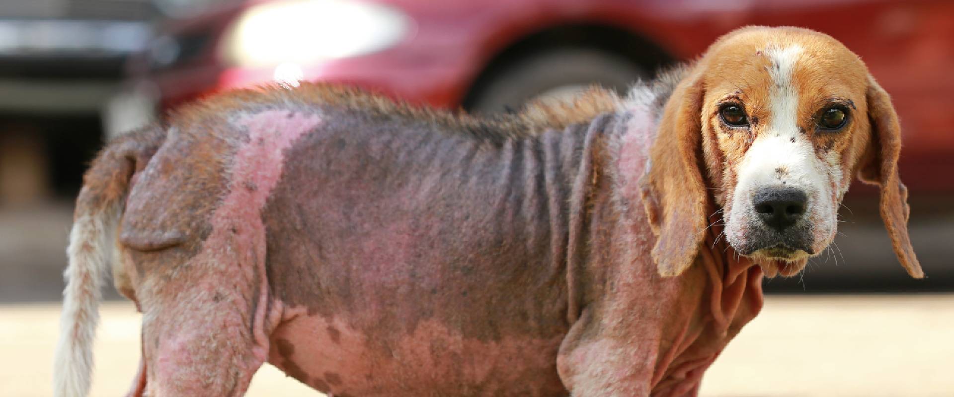 Mange In Dogs | TrustedHousesitters.com