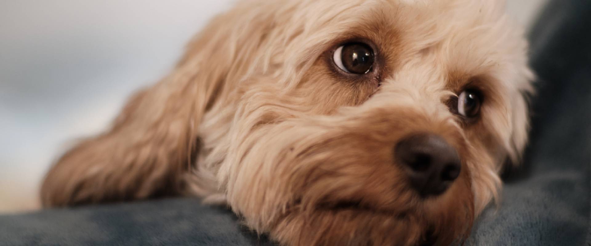 Cavapoo Breed Guide | TrustedHousesitters.com