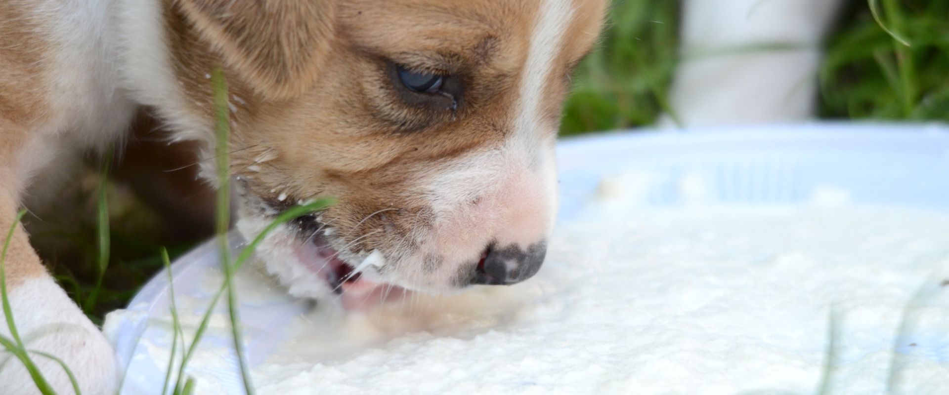 Can Dogs Drink Milk? | TrustedHousesitters.com