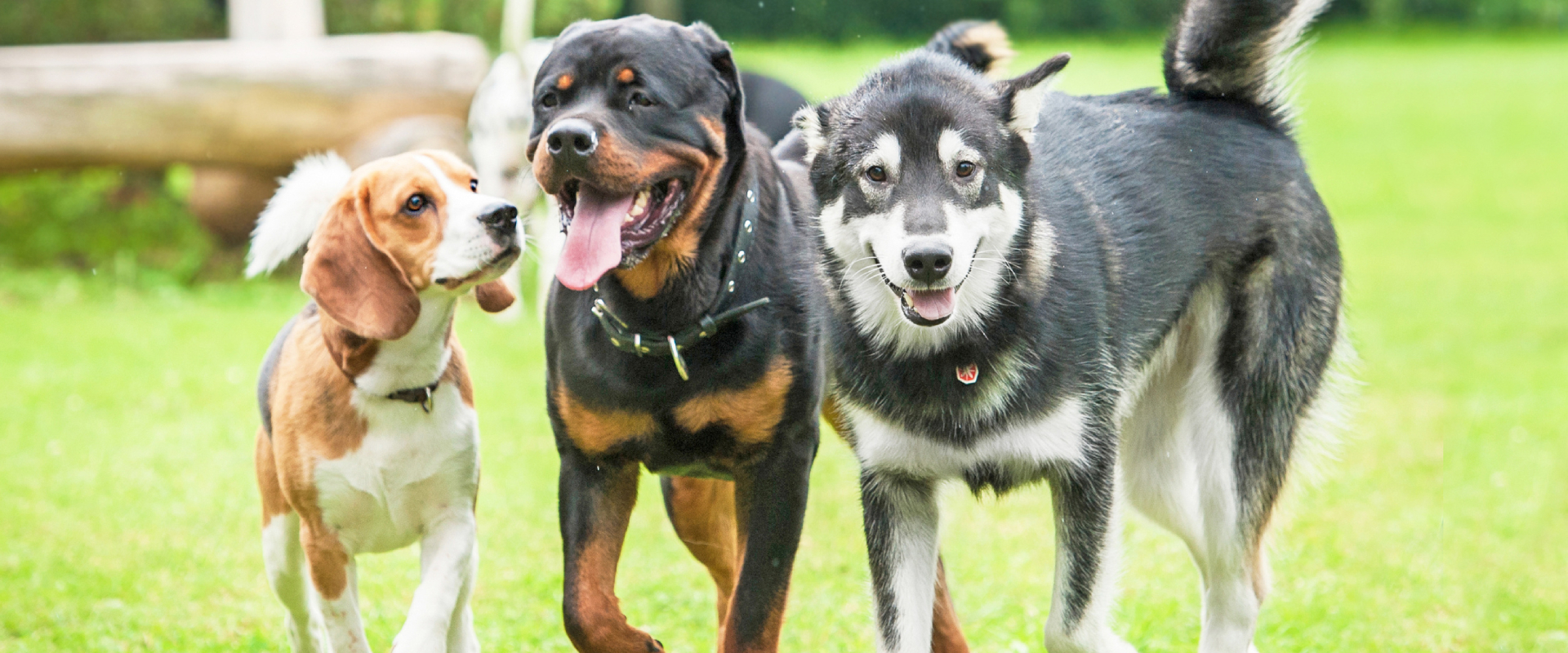 A Guide to the Best Dog Parks in Austin, Texas | TrustedHousesitters.com