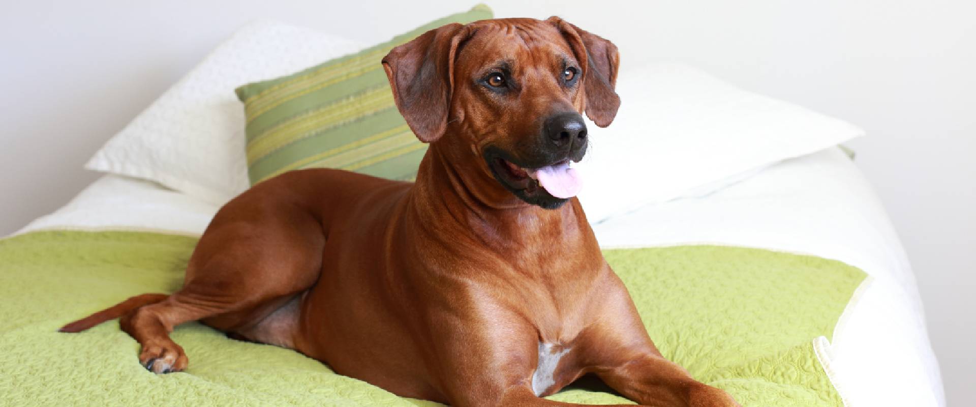 Rhodesian Ridgeback Puppies | TrustedHousesitters.com