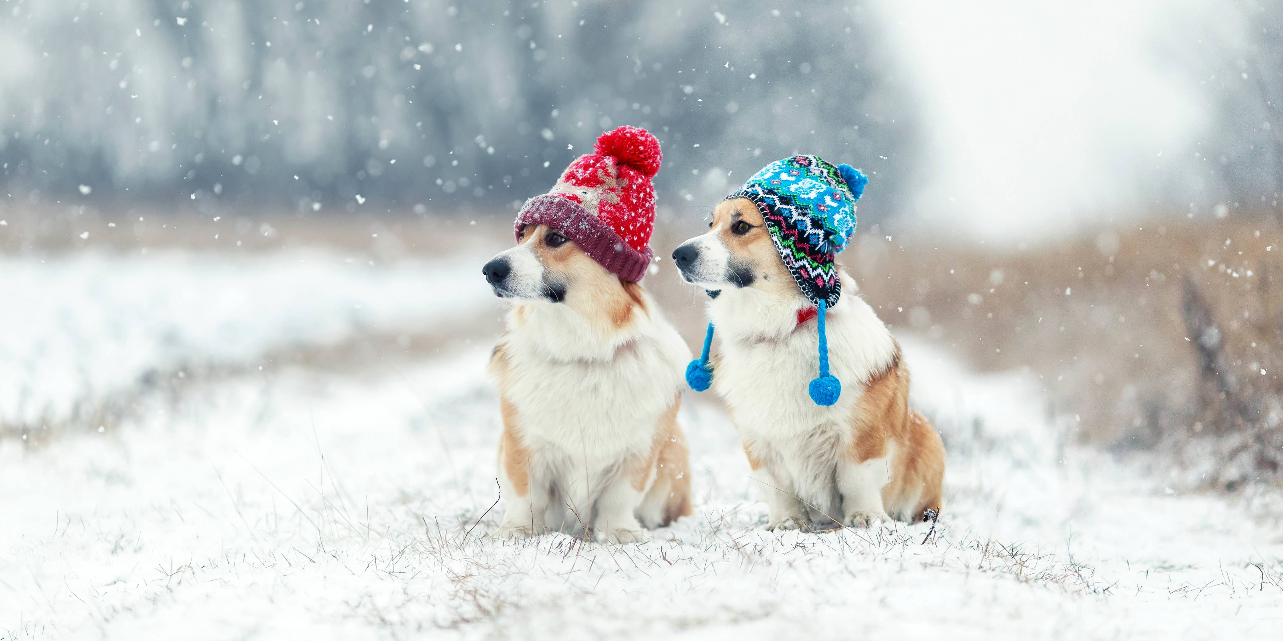 Winter Dog Names | TrustedHousesitters.com