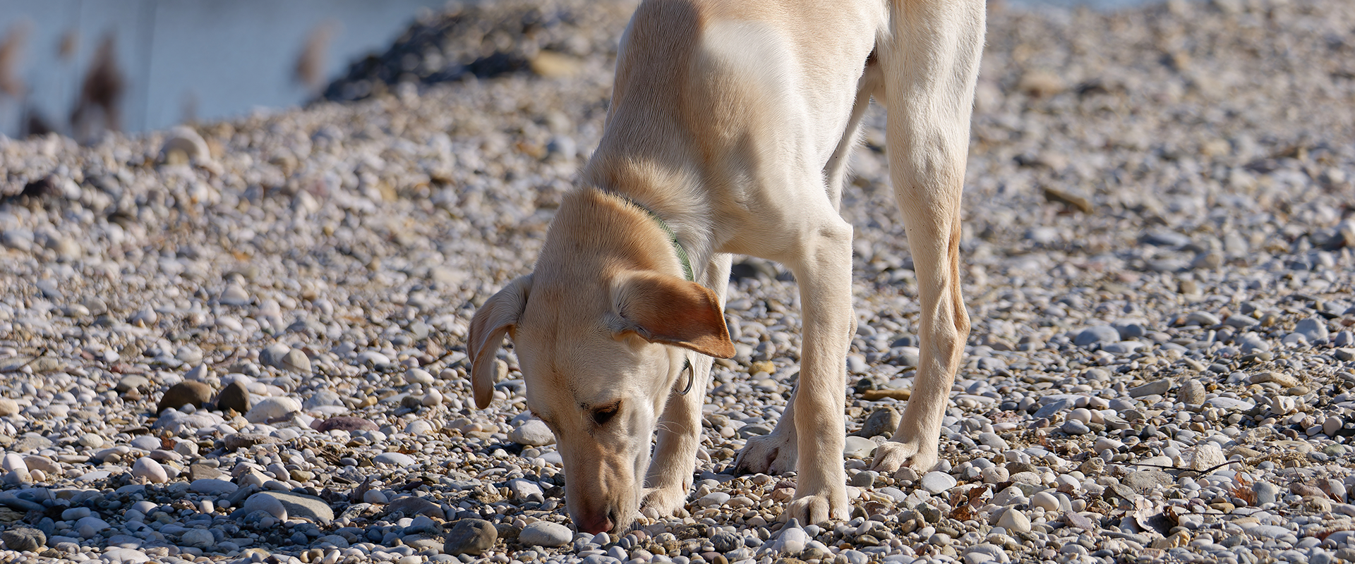 90 Truly Great Greek Dog Names | TrustedHousesitters.com