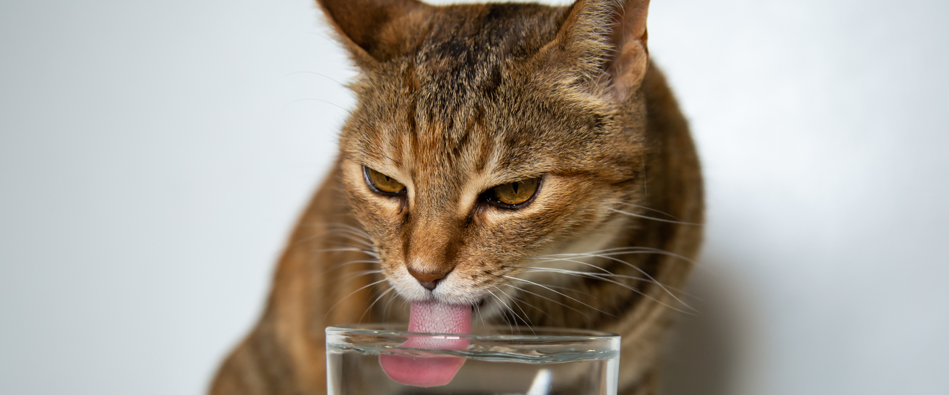 Cat Dehydration: Symptoms & How To Act | TrustedHousesitters.com