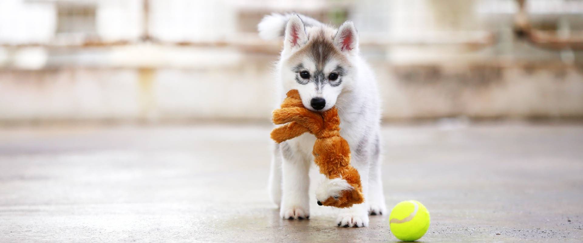 A Guide to Husky Puppies | TrustedHousesitters.com