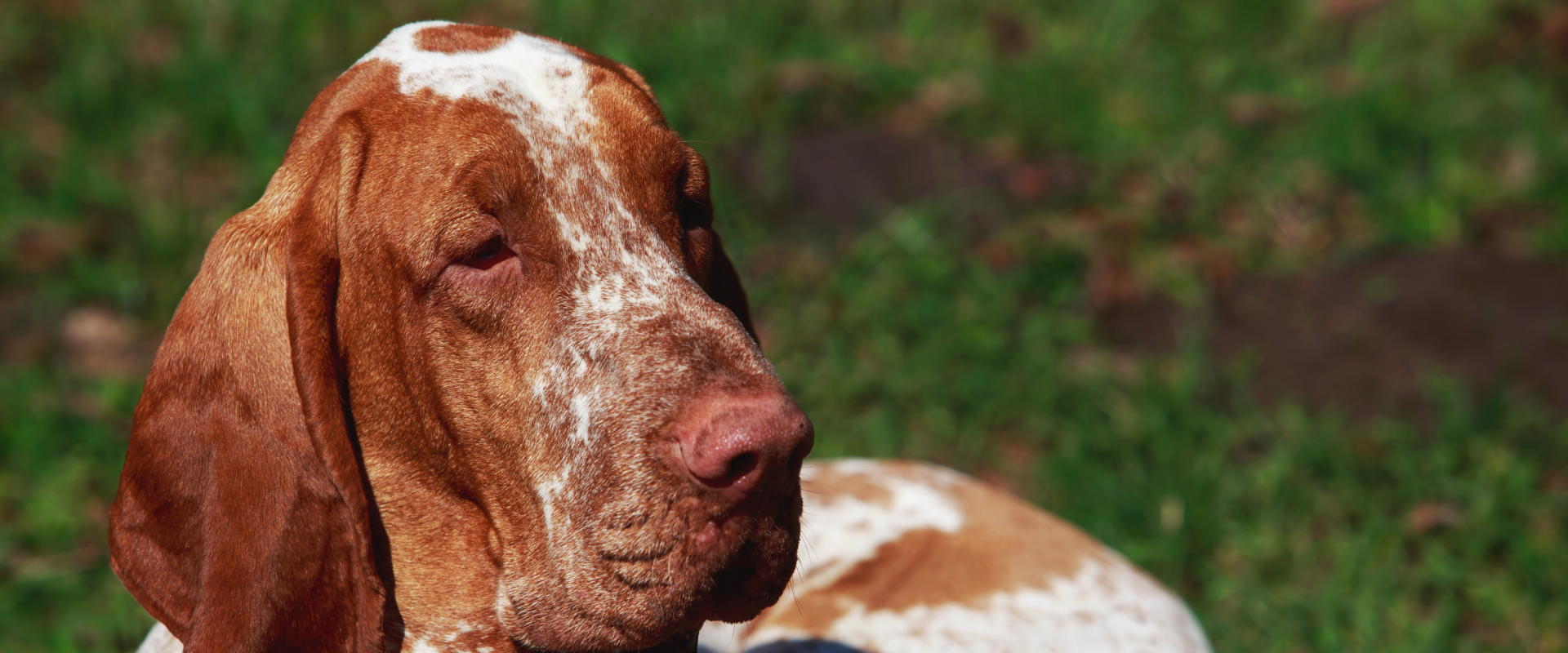 Iconic dog names that start with I | TrustedHousesitters.com