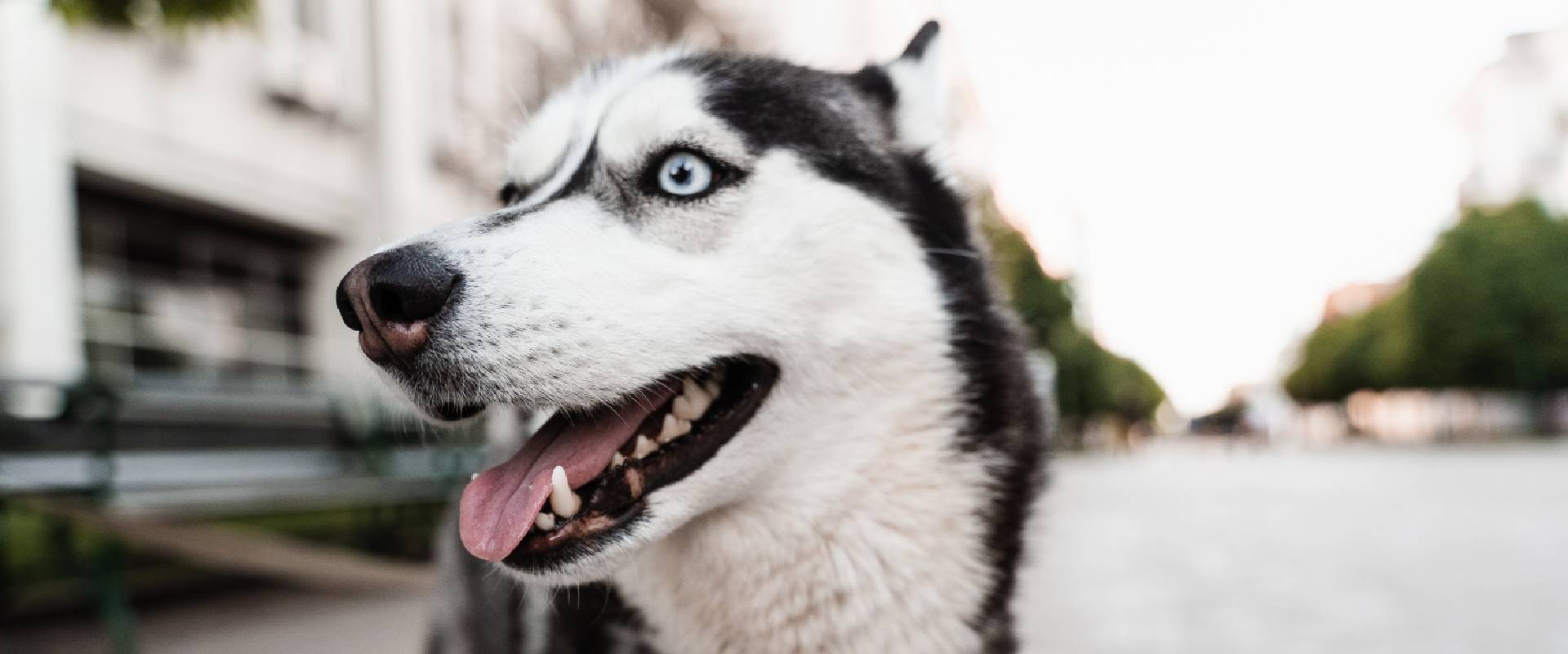 Cute Husky Puppies Names