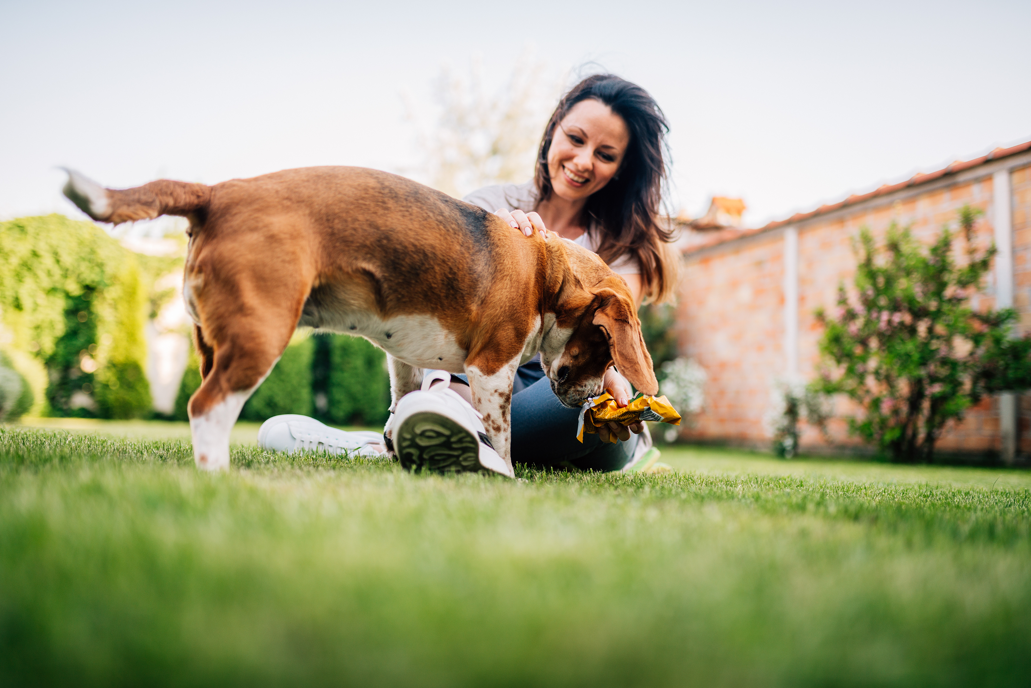 Dog behavior: Learn how to stop a dog from digging ...