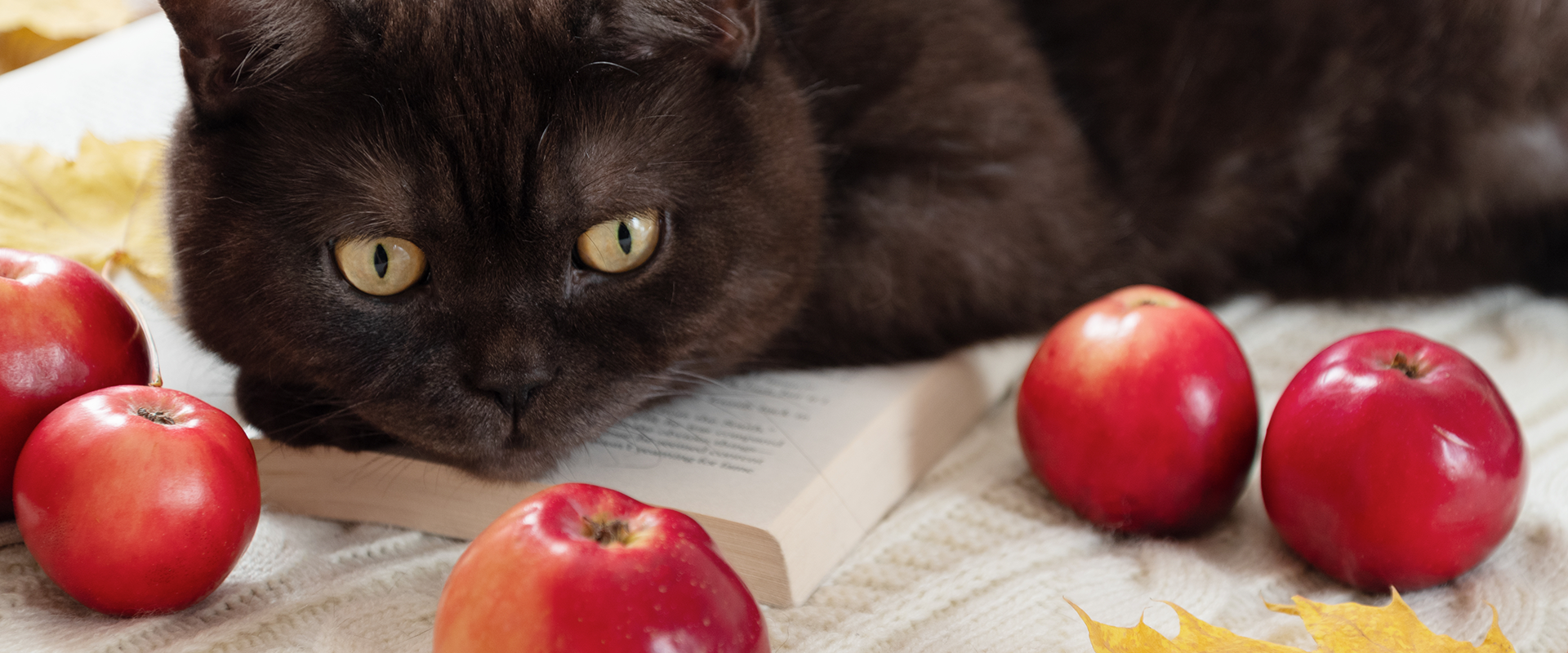 Can Cats Eat Apples? | TrustedHousesitters.com