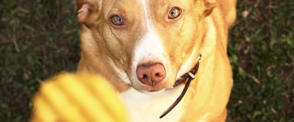 Can Dogs Eat Potatoes? | TrustedHousesitters.com