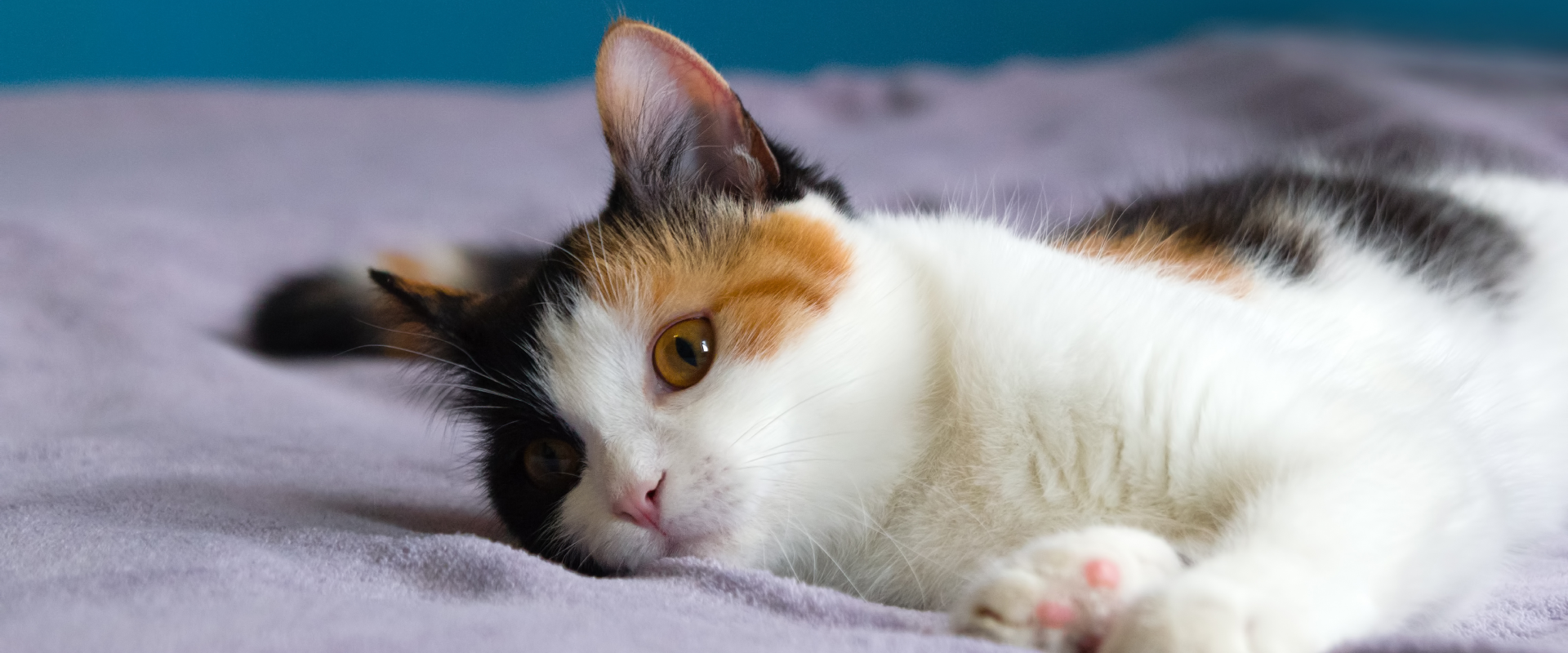 Tortitude: understanding your tortoiseshell cat | TrustedHousesitters.com