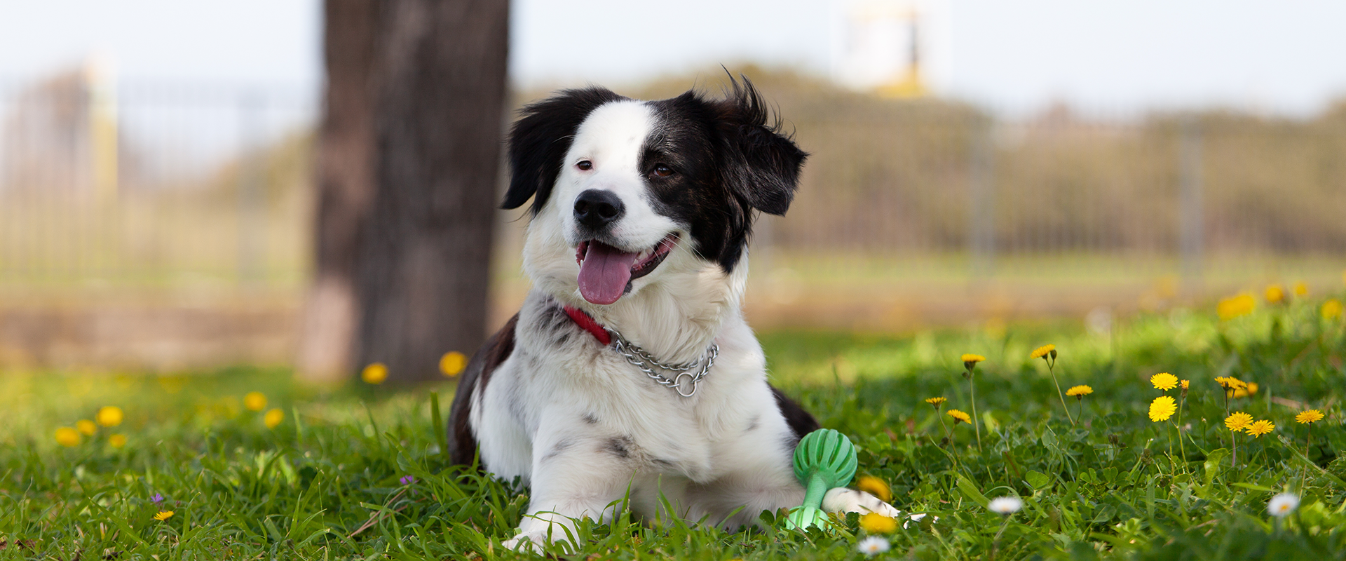 90 Truly Great Greek Dog Names | TrustedHousesitters.com