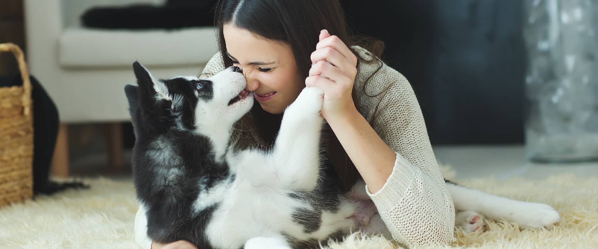 A Guide to Husky Puppies | TrustedHousesitters.com