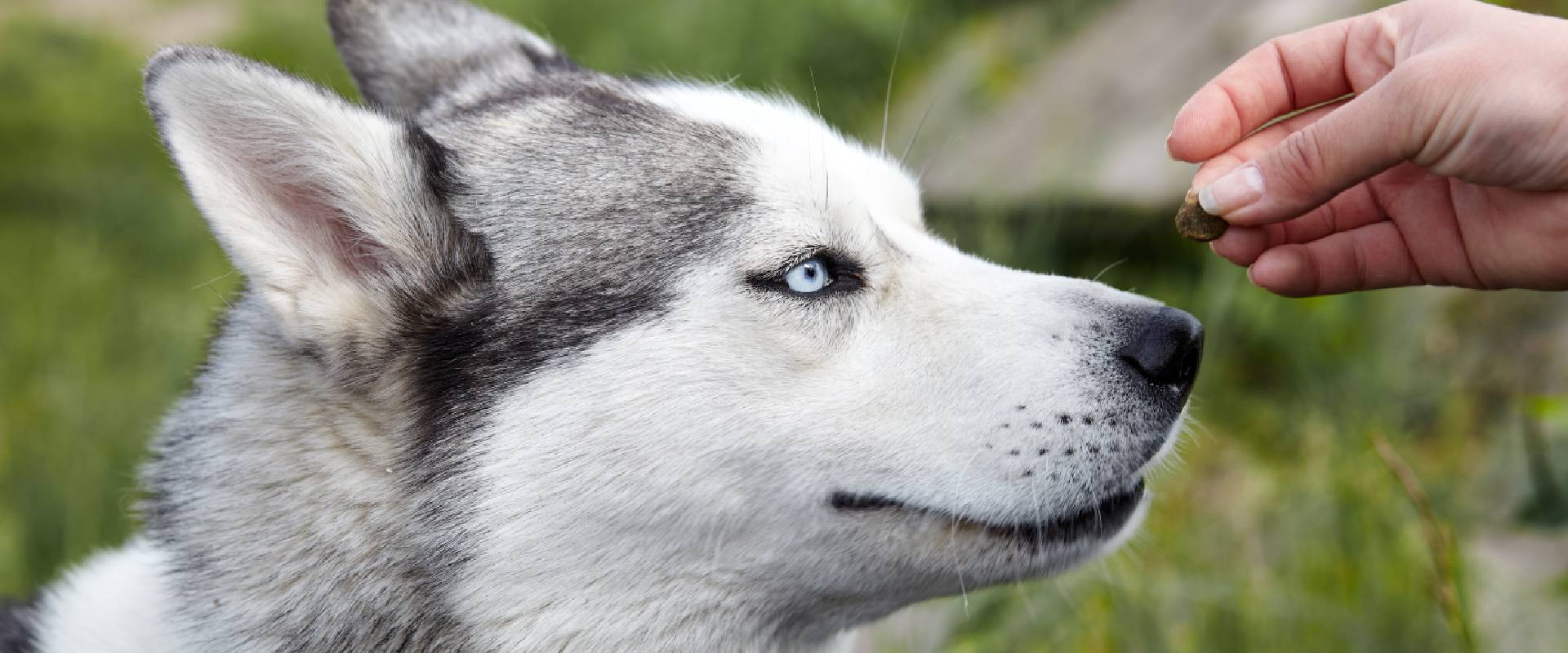 Best Dog Food for Huskies | TrustedHousesitters.com