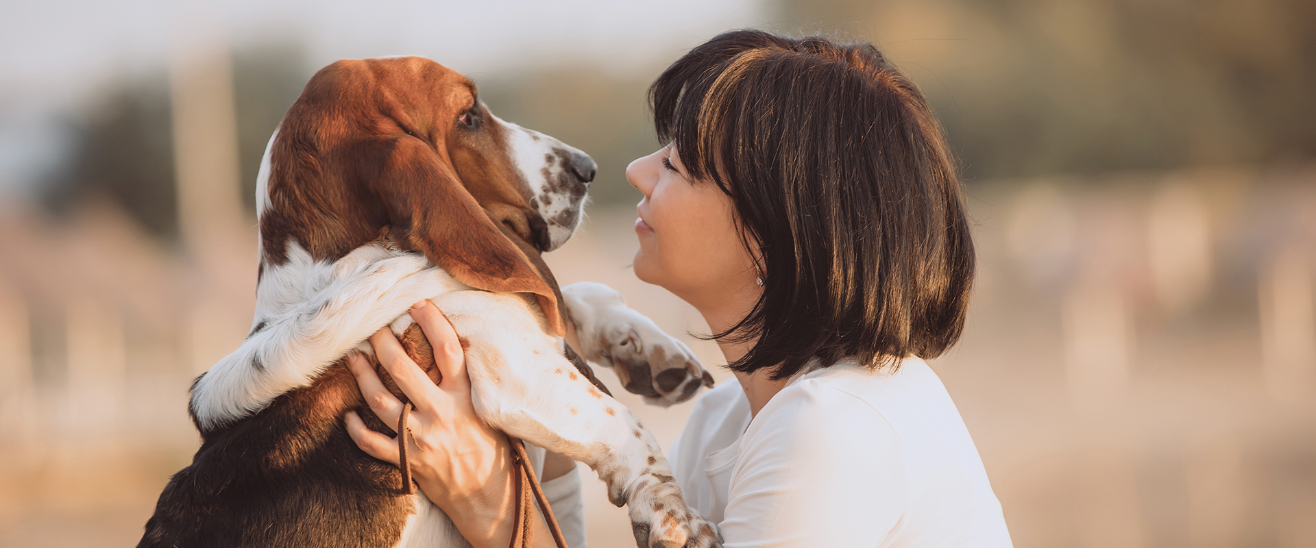Everything You Need to Know About Basset Hound Puppies ...