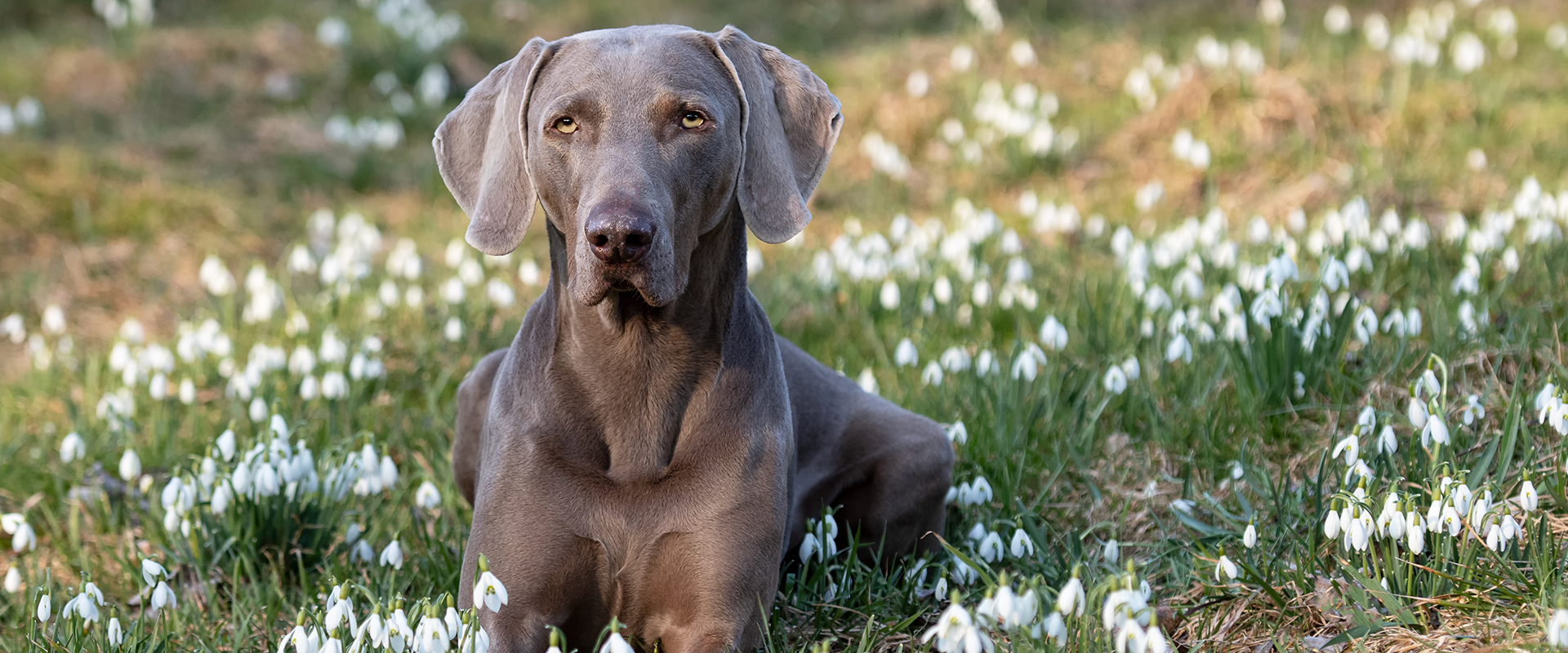 Are Snowdrops Poisonous to Dogs? | TrustedHousesitters.com