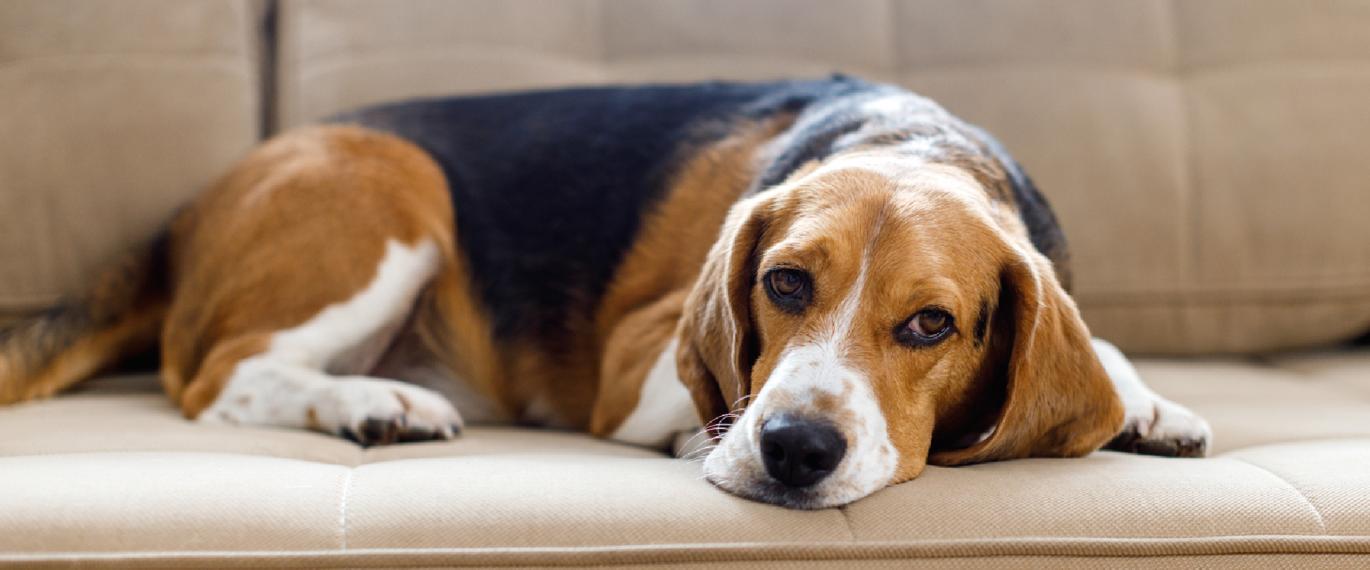 10 Unmistakable Signs Your Dog Misses You | TrustedHousesitters.com