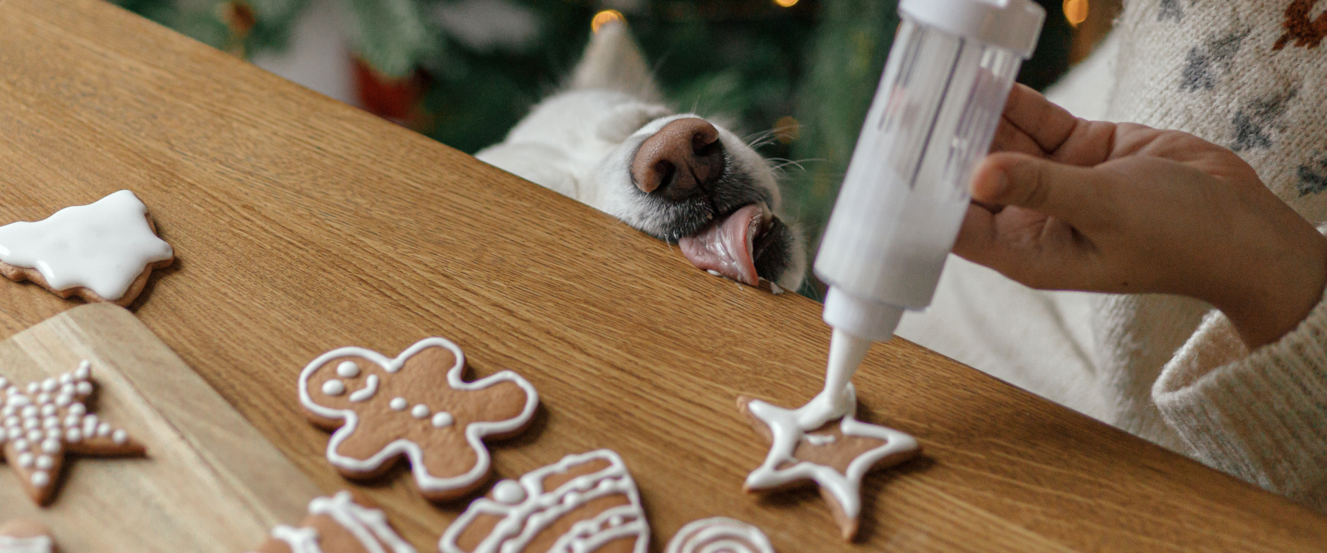 6 Cracking Christmas Cookie Recipes for Dogs | TrustedHousesitters.com