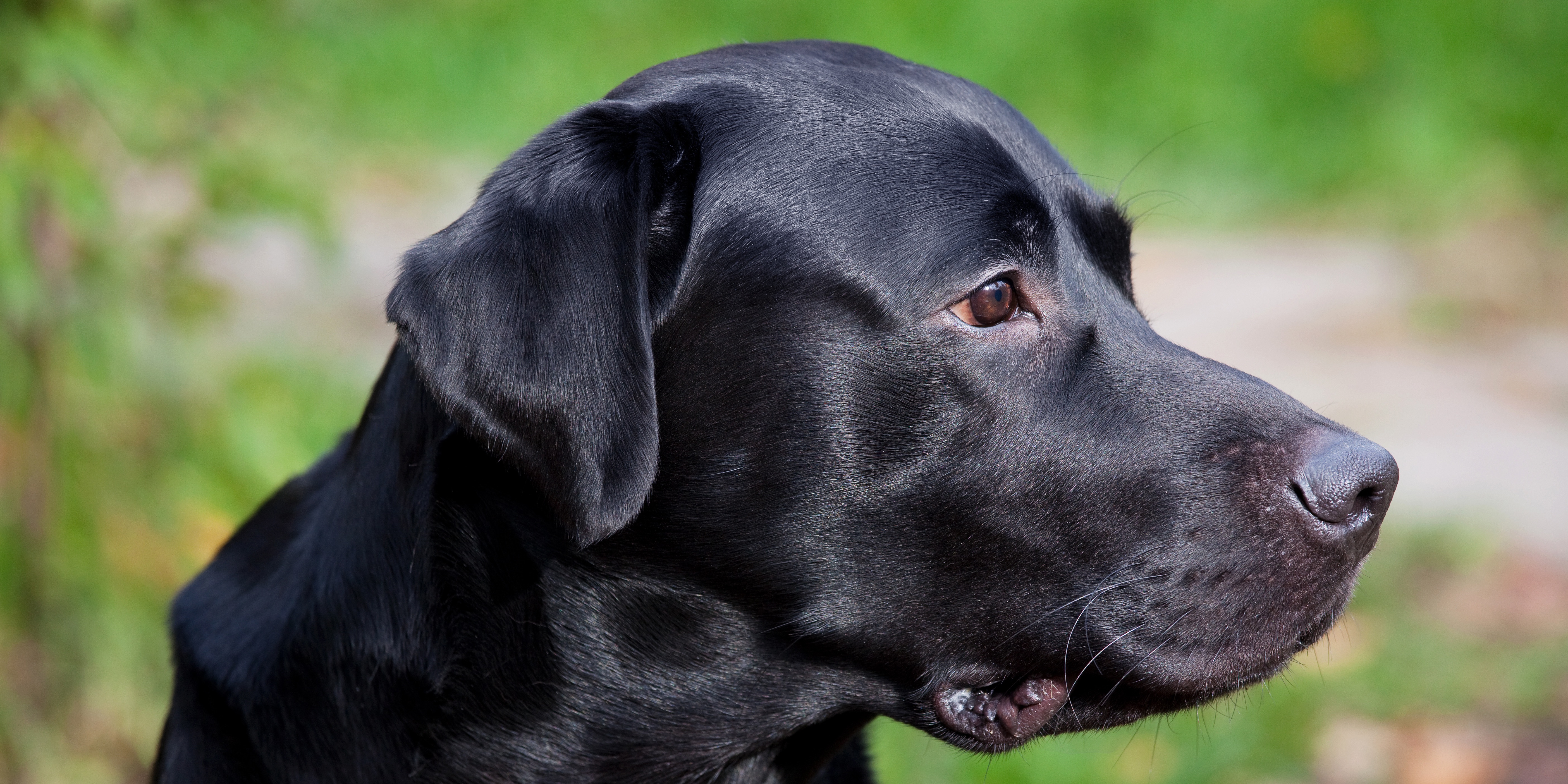 Black Lab Names | TrustedHousesitters.com